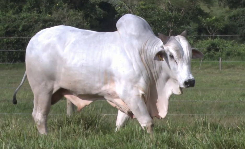 Conheça animais do leilão 400 Touros Nelore CEIP - Mato Grosso no Ar